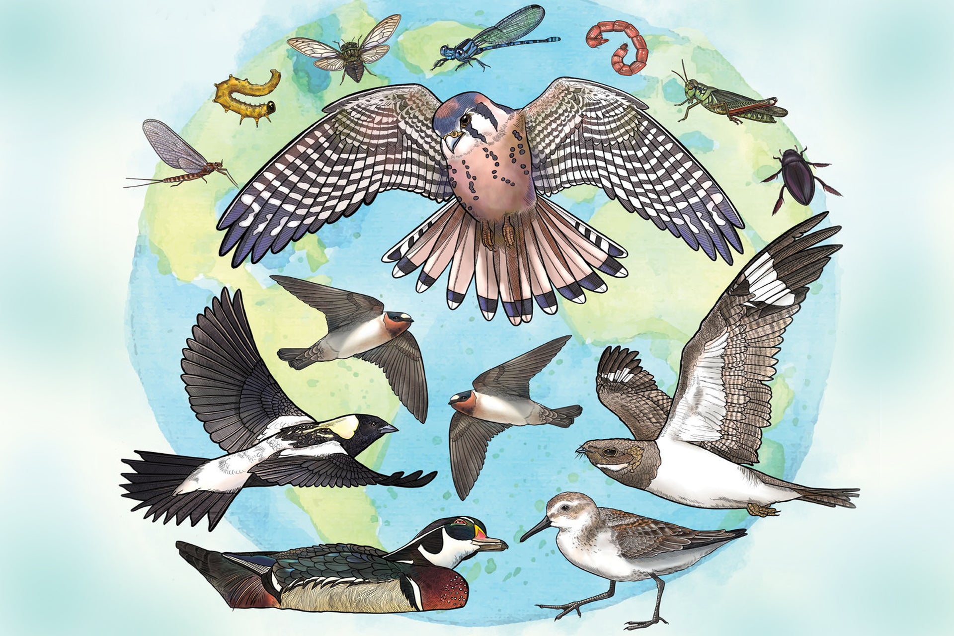 Protect bugs, Protect birds – Café AVIA